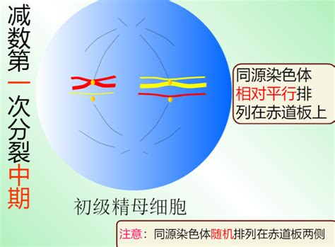 减数分裂各时期特点及图像 百度知道