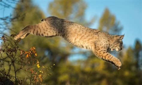 Bobcat Vs Pitbull Comparing Strength Agility Adaptability