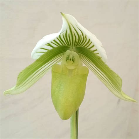 P T B I Y F B E F B G N 3 5