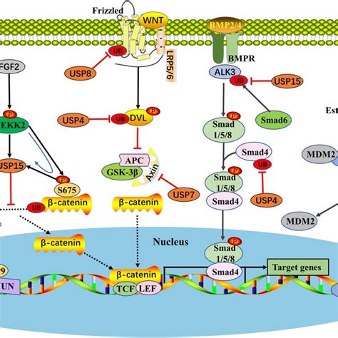 Effect Of Usps On Osteoblastogenesis And Bone Formation Usps Regulates Download Scientific