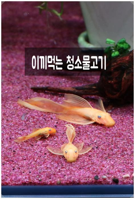 이끼먹는물고기 플레코 안시 청소물고기로 제격 네이버 블로그