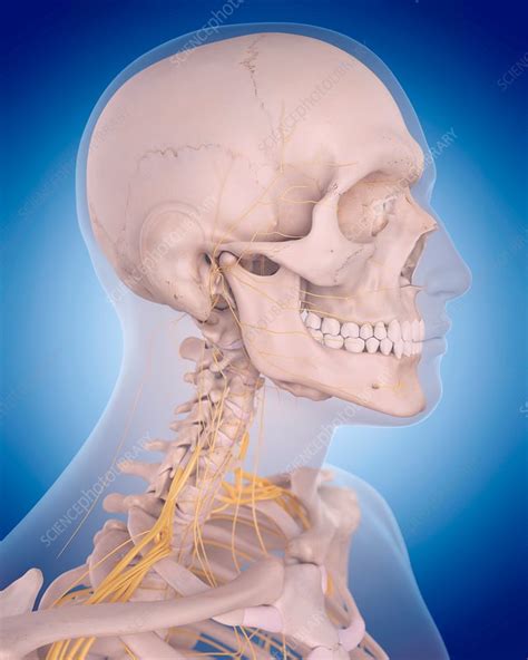 Nervous System Of Neck Stock Image F0162131 Science Photo Library