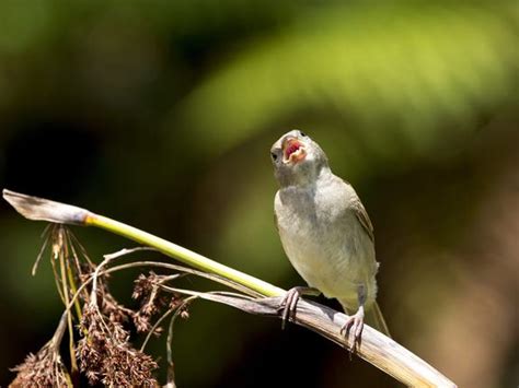 Do Birds Hibernate Surprising Answer Birdfact