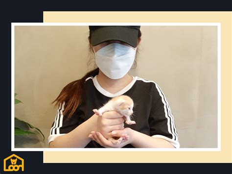 코리안숏헤어 책임분양 비숑프리제분양가 유기견 미니비숑 웰시코기분양 스피츠 요크셔테리어분양 먼치킨고양이 노르웨이숲고양이분양 빅토리아펫보호소 입양완료