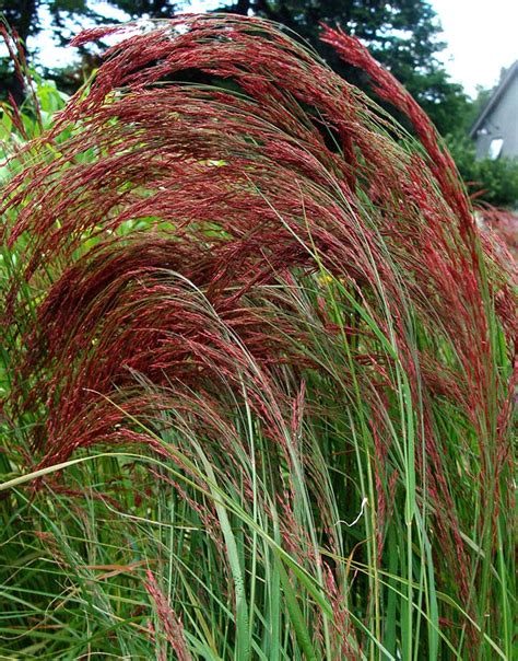 Love Grass Eragrostis Ruby Silk