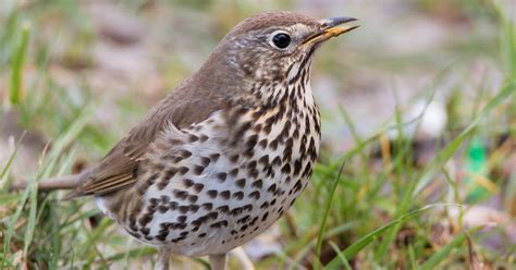 Thrush Bird