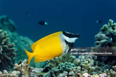 Foxface Rabbitfish