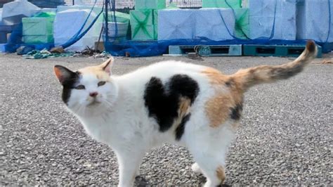 漁港に行くと必ず出てくるハートマークの三毛猫さんとハチワレ猫さんにホッコリ♡ エウレカねこ部