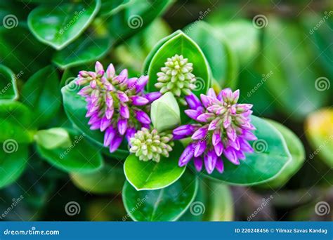 Hebe Veronica Plant And Green Leaves Stock Photo Image Of Beauty Flower