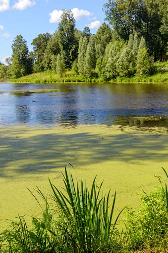 무성한 녹색 나무로 둘러싸인 고요한 숲 호수는 잔잔한 표면에 푸른 하늘과 흰 구름을 반사합니다 평화로운 풍경은 손길이 닿지 않은 자연의 아름다움을 포착합니다 0명에 대한