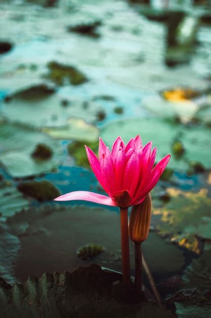 Premium Photo Close Up Of Water Lily In Lake