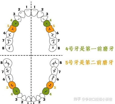 正畸该拔第几颗牙 知乎