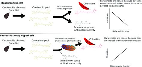 A Diagram Showing A Simplified Overview Of The Differences Between The Download Scientific