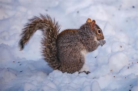 Premium Photo Squirrel In The Snow In Mont Royal Park Of Montreal