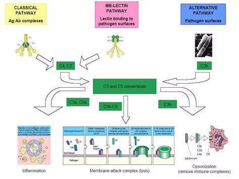 The Complement System PPTX Blood Disorders Diseases And Conditions