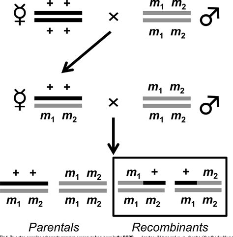 Figure 1 From The Genetic Architecture Of Natural Variation In