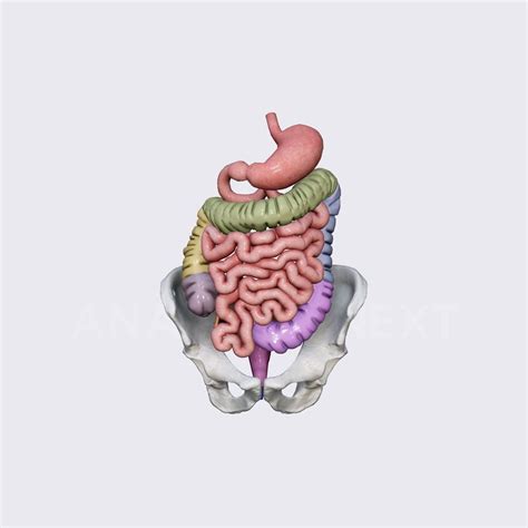 Large Intestine Anatomy App