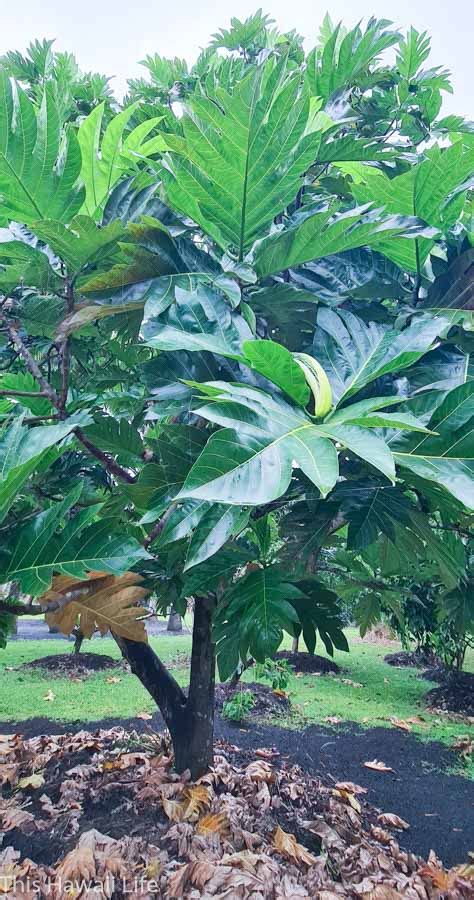 Easy To Grow Tropical Fruit Trees In Hawaii This Hawaii Life