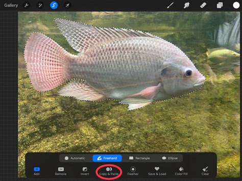 How To Use Procreate To Remove Backgrounds From Images Art Adventures With Art