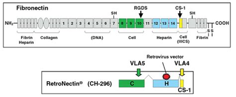 Enhanced T Cell Expansion With Retronectin Reagent