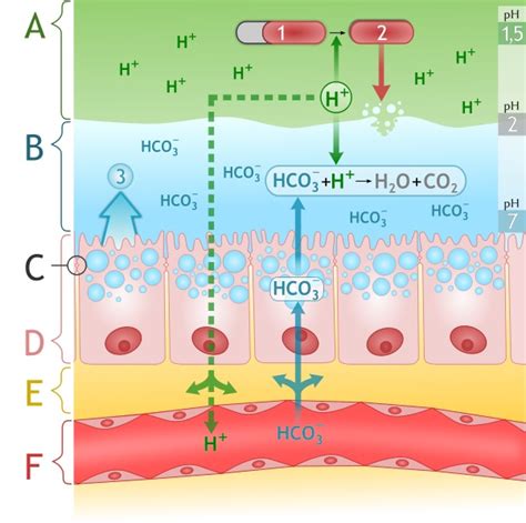 What Is The Difference Between Pepsin And Pepsinogen Pediaa Com
