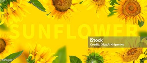 플라잉 노란 해바라기로 만든 프레임 노란색 배경에 녹색 잎 플랫 누워 있습니다 아름다운 꽃 카드 수확 시간 농업 농업 해바라기와 함께 창의적인 배경 디자인용 템플릿 0명에