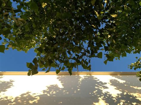 Premium Photo Tree And Shadow On The Wall