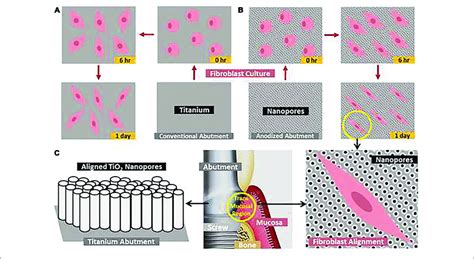 Schematic Representation Of The Nano Engineered Titanium Abutment Download Scientific Diagram