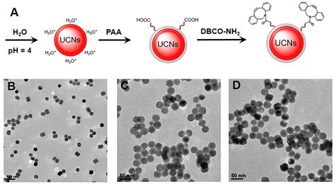 Synthesis Of Core Shell Lanthanide Doped Upconversion Nanocrystals For Cellular Applications