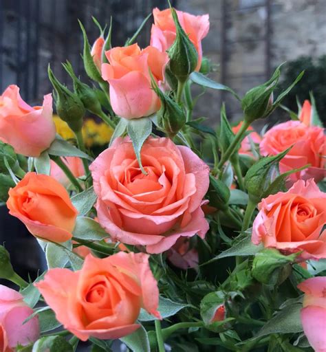 Theflowerfactory The Flower Factory • ყვავილების ქარხანა