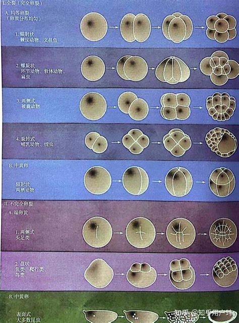普通动物学 专题一卵裂 知乎