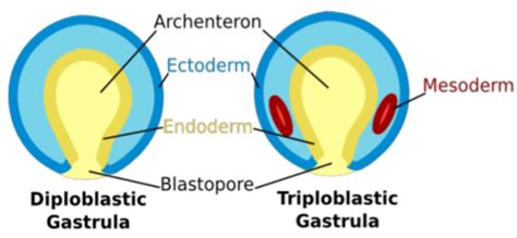 Unit 4 Lecture 14 Flashcards Quizlet