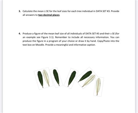 Solved 3 Calculate The Mean Pm Se For The Leaf Sizes For