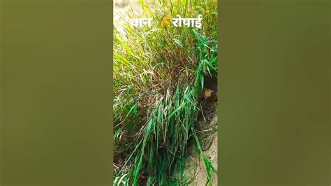 धान रोपाई के समय 🌾🌾 Youtube