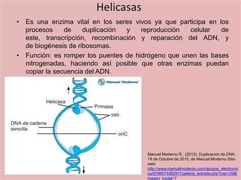Tema 42 Enzimología De La Replicación Del Adn Estructura Y Función De