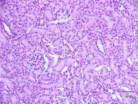 He染色 武汉双旋生物