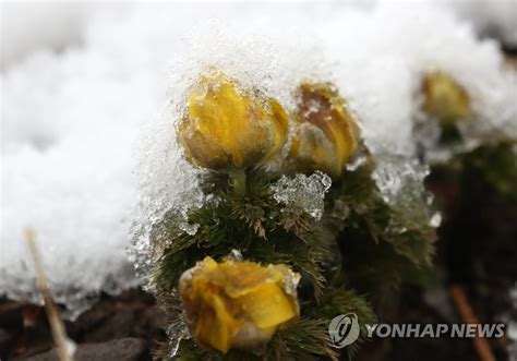 눈 사이 비집고 나와 봄소식 전하는 복수초 나무뉴스