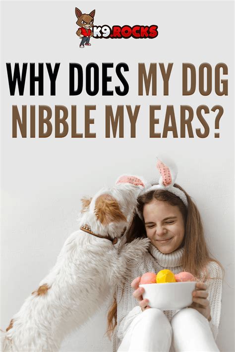 Why Does My Dog Nibble My Ears K9 Rocks