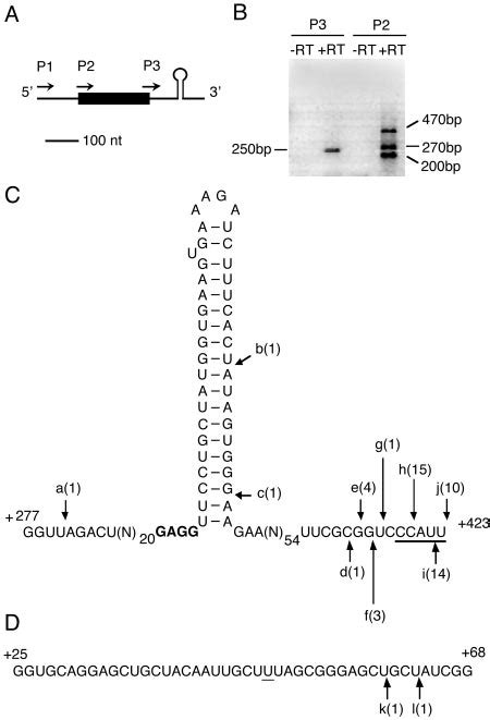 Characterization Of Polyadenylated Atp9 Transcripts A Schematic Download Scientific Diagram