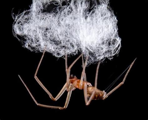 To Lure In A Mate Female Spiders Can Make Their Webs More Attractive Research Shows Cbc News