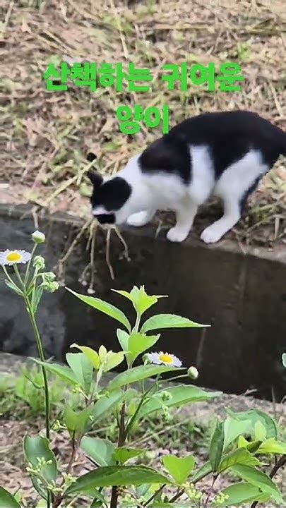 양이와 함께해요 Youtube