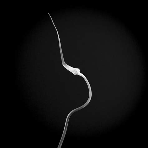 Still Life Eric Schusser