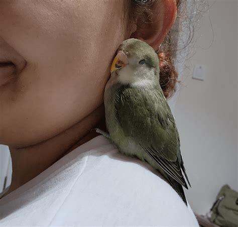 Oli Aka My Heart And Soul Trying To Kill Me With Cuteness Overdose Rlovebirds