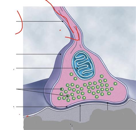 Synapse Diagram Diagram Quizlet