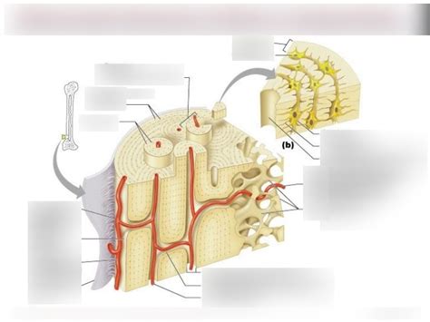 Compact Bone Haversion System Osteon Diagram Diagram Quizlet