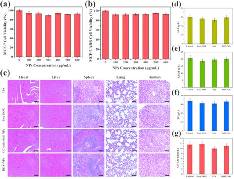 In Vitro And In Vivo Biocompatibility Characterization Of Download