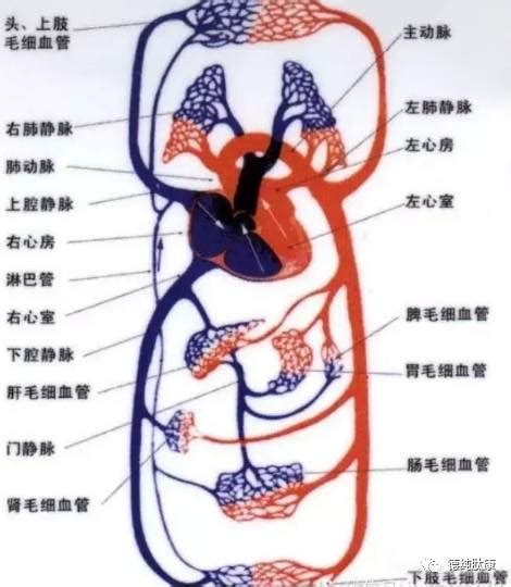 微循环障碍是百病之源