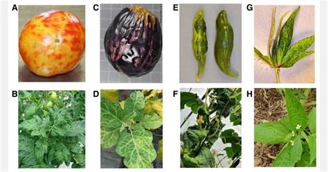 A Transnational Collaboration Leads To The Characterization Of An Emergent Plant Virus