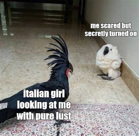 Create Comics Meme Palm Cockatoos Parrot Cockatoo Black Cockatoo Comics Meme