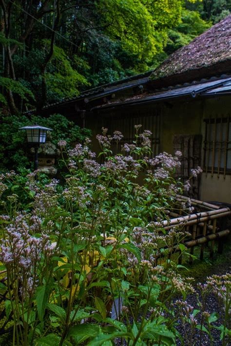 祇王寺藤袴と青もみじ 鏡花水月